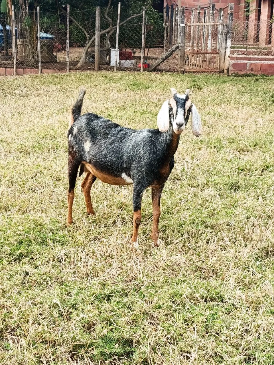 "cabritos" no Brasil