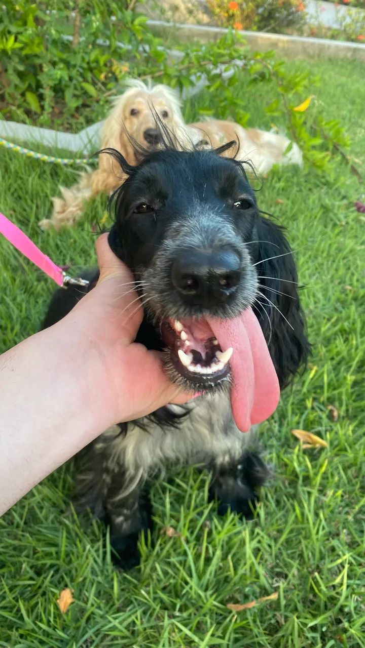 Cocker spaniel inglês fêmea - Cachorros - Sandra Cavalcante, Campina ...