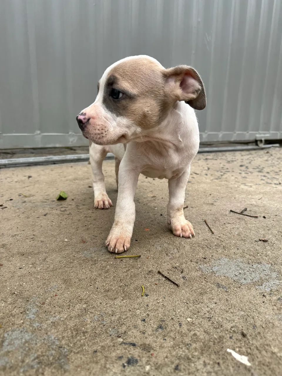 Vendo filhote de American Bully - Cachorros - Jardim do Ingá, Luziânia ...
