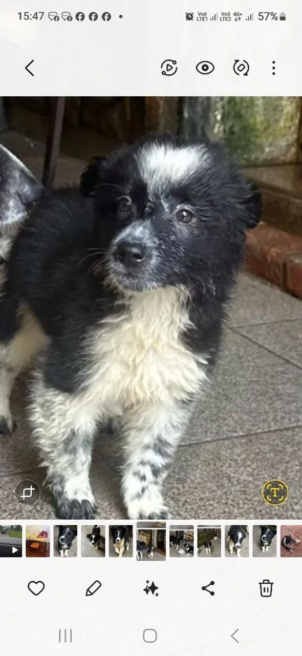 "bode filhote" no Brasil