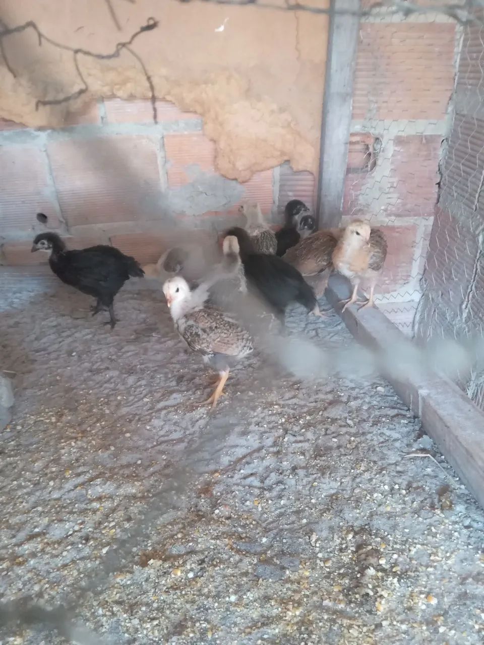 Vende-se pinto 40 reais cada com 30 dias de nascido - Cachorros - Lamarão, Aracaju 1459954871 | OLX