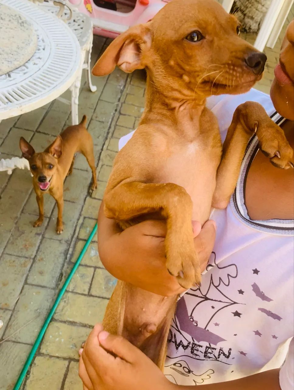 ?Pinches fêmea e macho, 3 meses, - Cachorros - Parque Cruz Alta, São ...