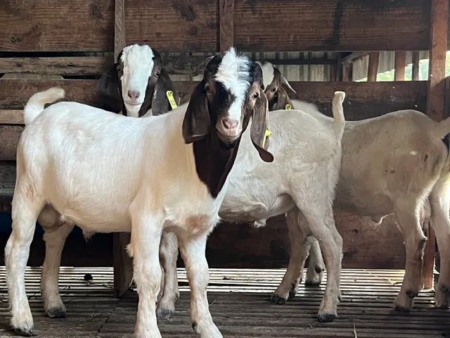"cabrito boer" no Brasil