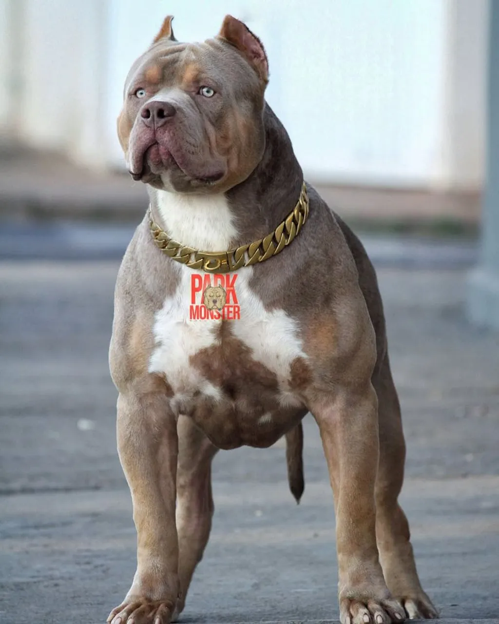 "cachorros pit monster" - Cachorros no Brasil