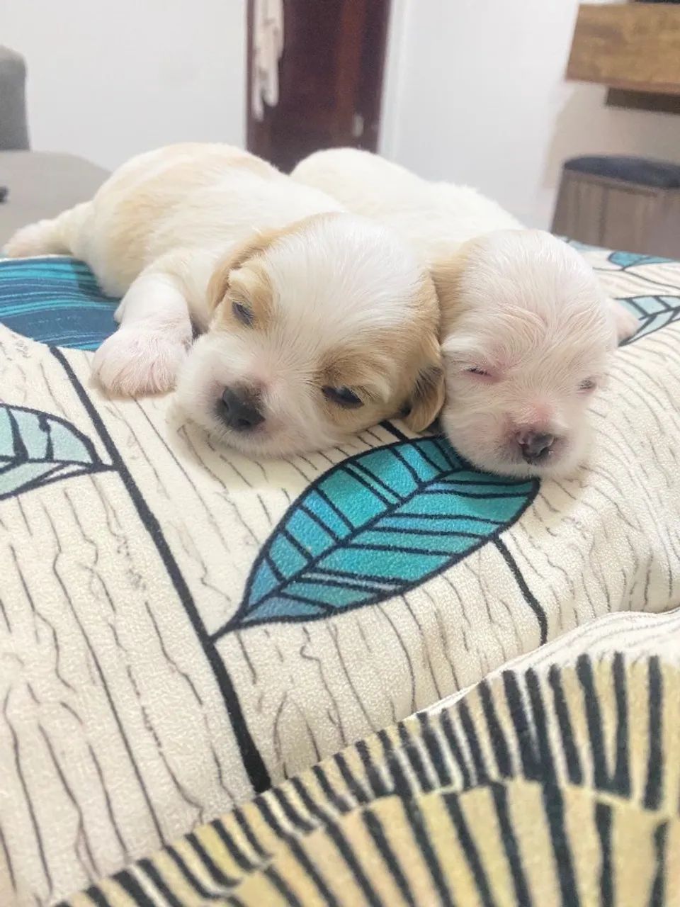 Lhasa Apso filhote macho - Cachorros - Cajupiranga, Parnamirim ...