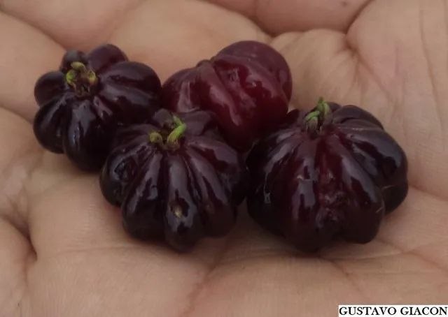 "muda de pitanga" no Brasil