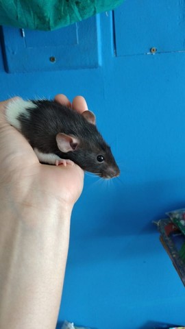 Rato twister dumbo | +33 anúncios na OLX Brasil