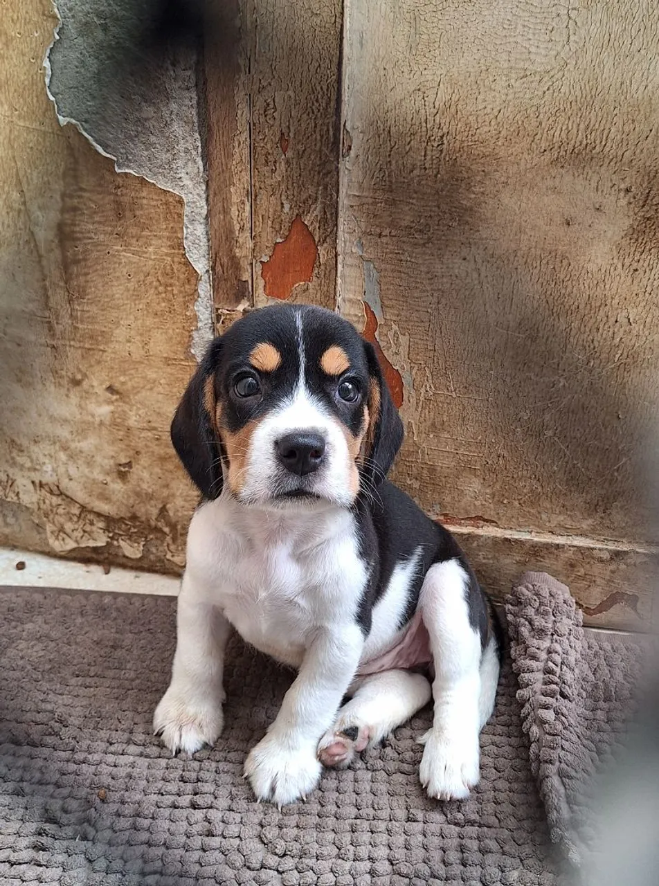 "filhotes de cachorros beagle" - Cachorros no Brasil