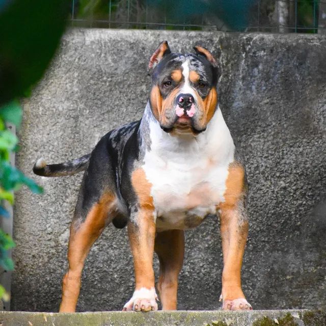 "pit monster cobertura" no Brasil