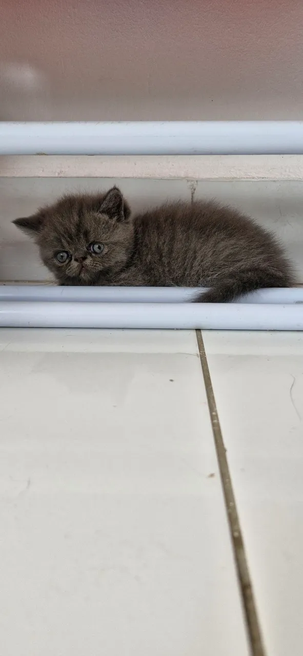 "gato persa exotico" - Gatos no Brasil