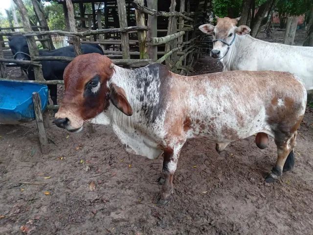 Boi mini boi | +760 anúncios na OLX Brasil