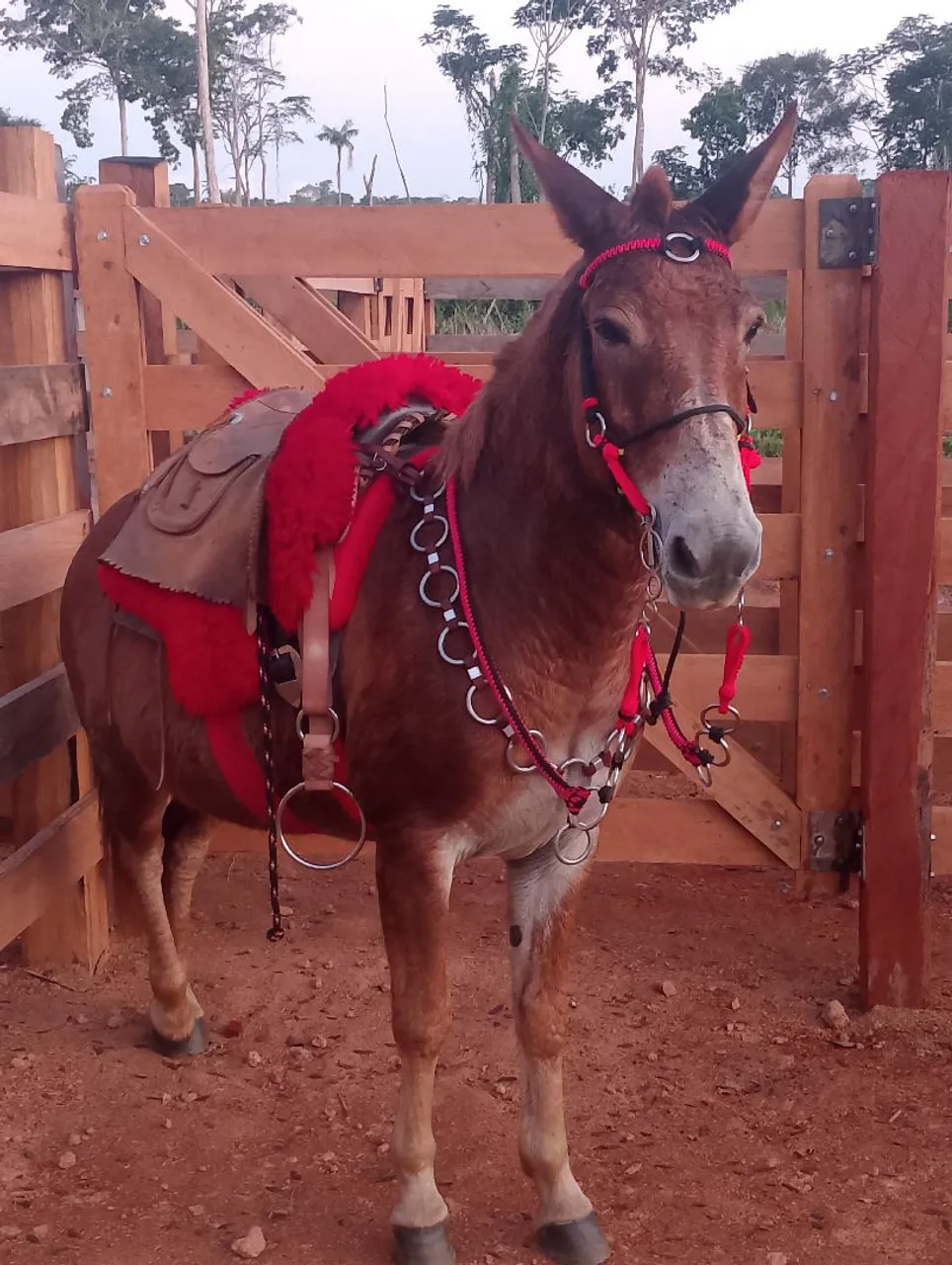 "burro manso" no Brasil