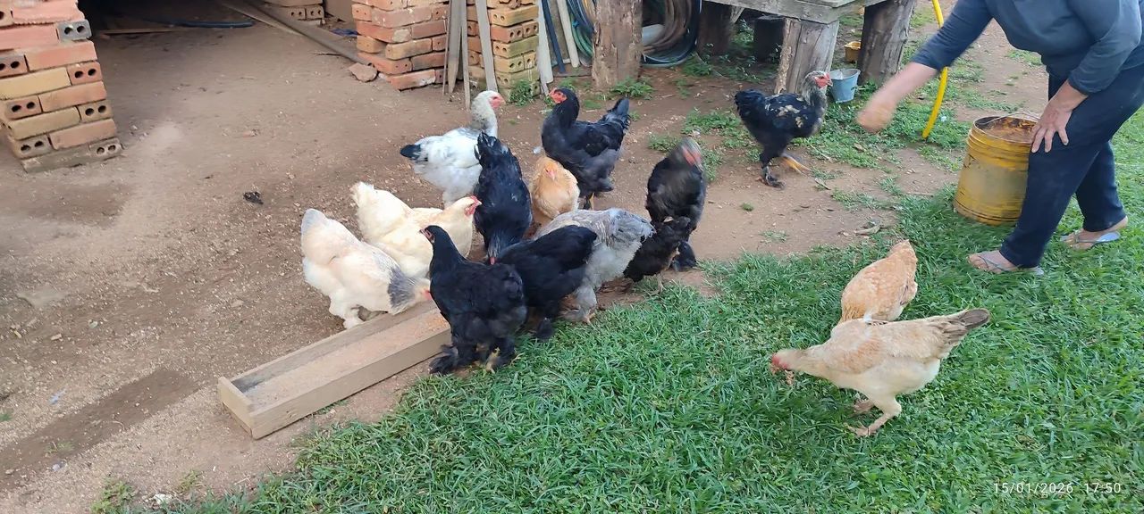 FRANGOS DA RAÇA BHRAMA - Animais para agropecuária - Iguaçu, Araucária ...