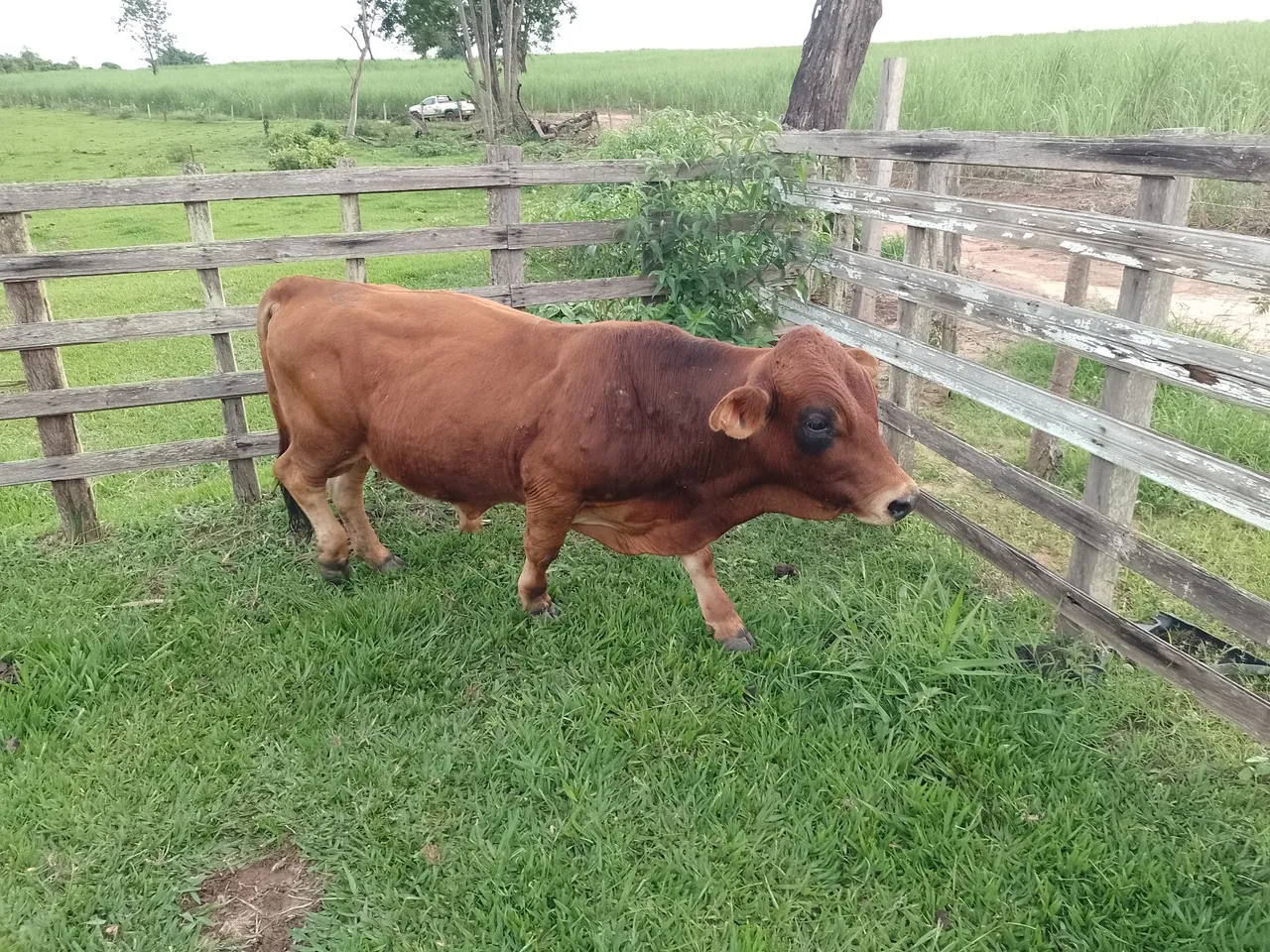 "boi mini boi" - Animais para agropecuária no Brasil