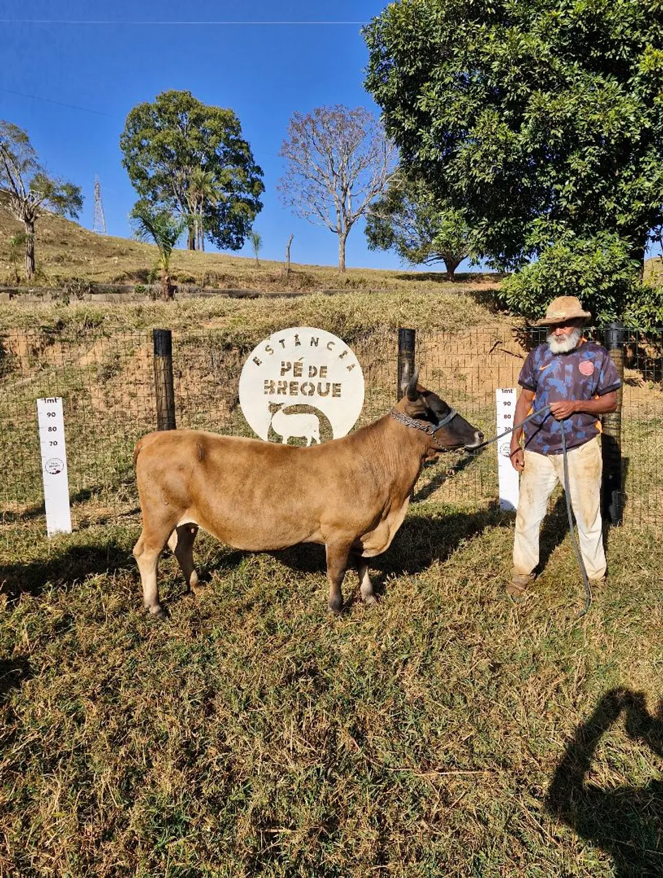 "mine vaca" no Brasil