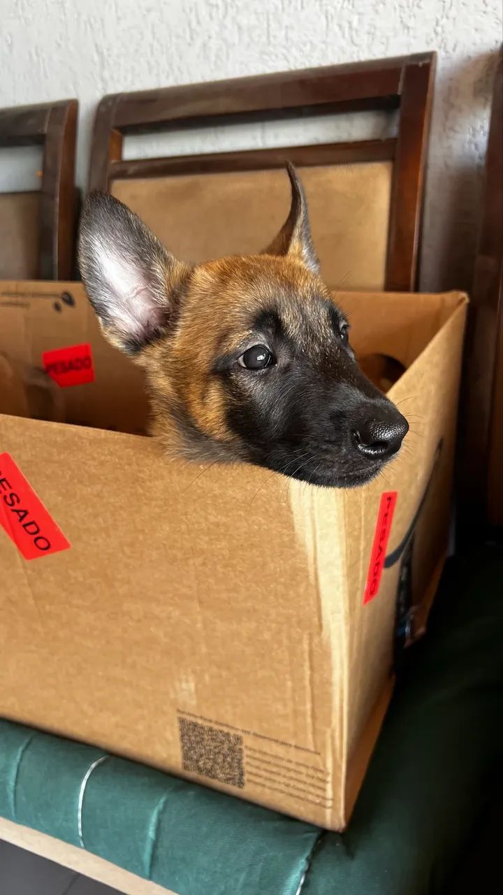 Pastor belga Malinois - Cachorros - Samambaia Sul (Samambaia), Brasília ...