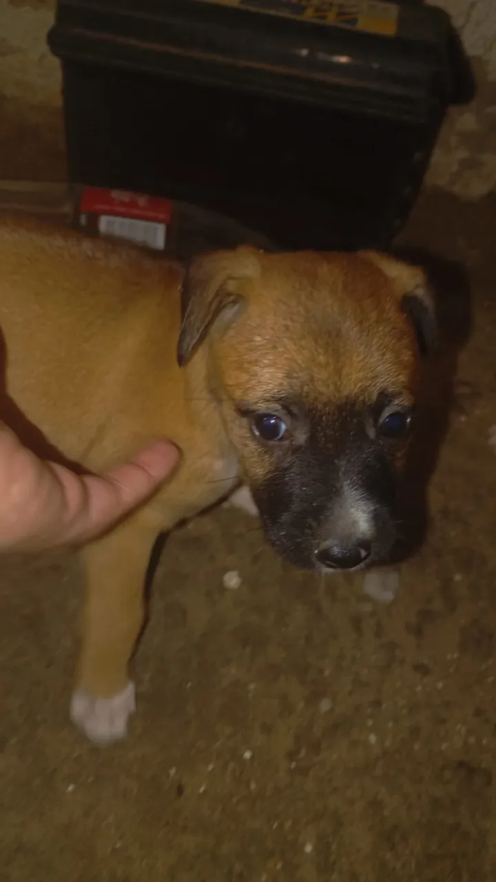 "cachorros baces" - Cachorros no Brasil