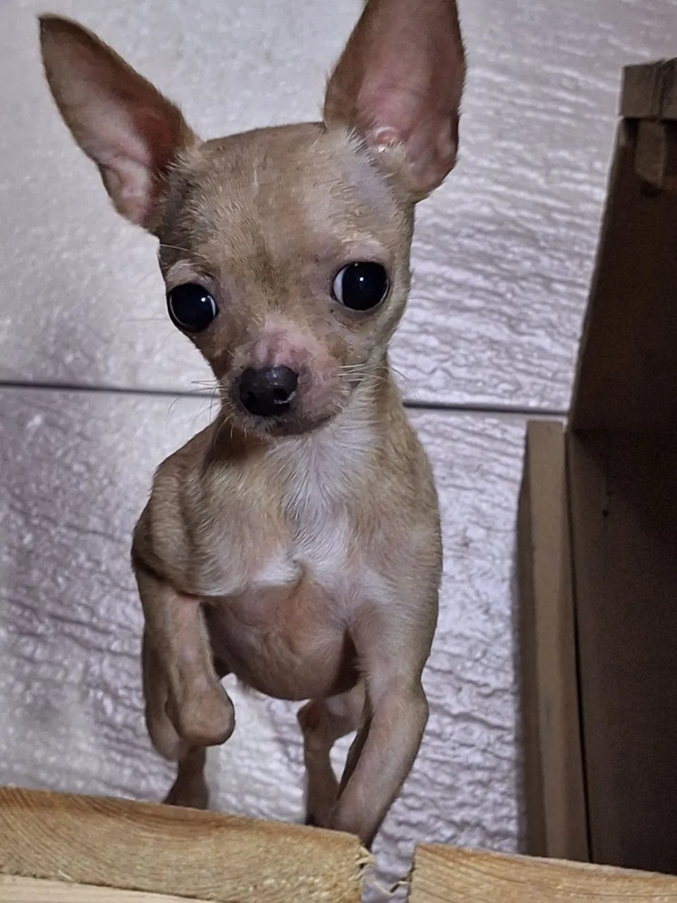 "pinscher 0" - Cachorros no Brasil