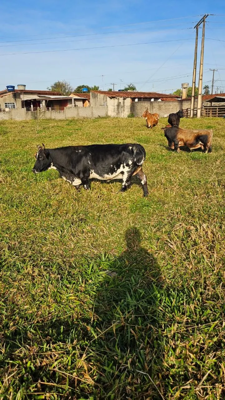 "mini vaca" - Animais para agropecuária no Brasil