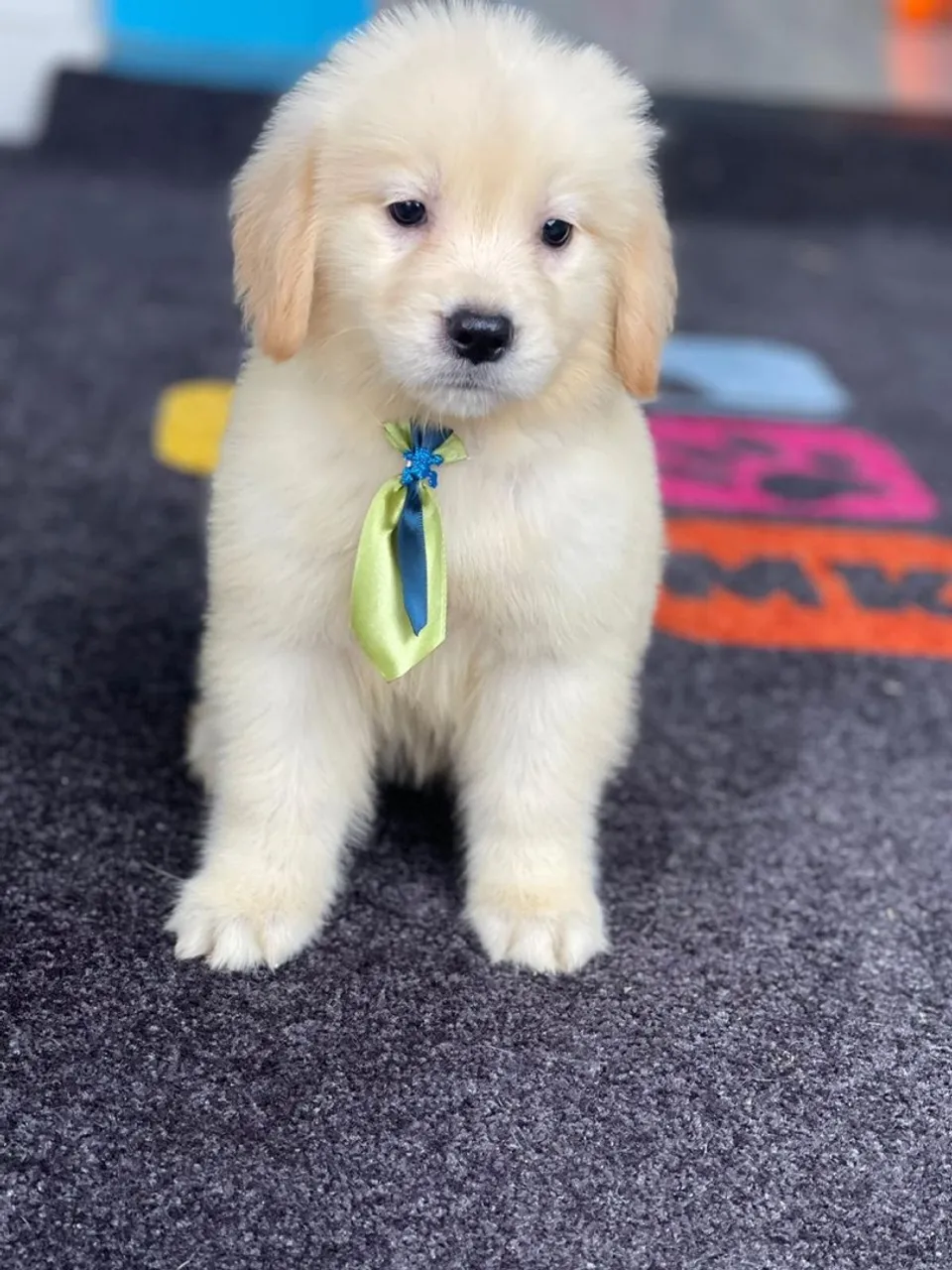 "golden retriever macho filhote" - Cachorros no Brasil