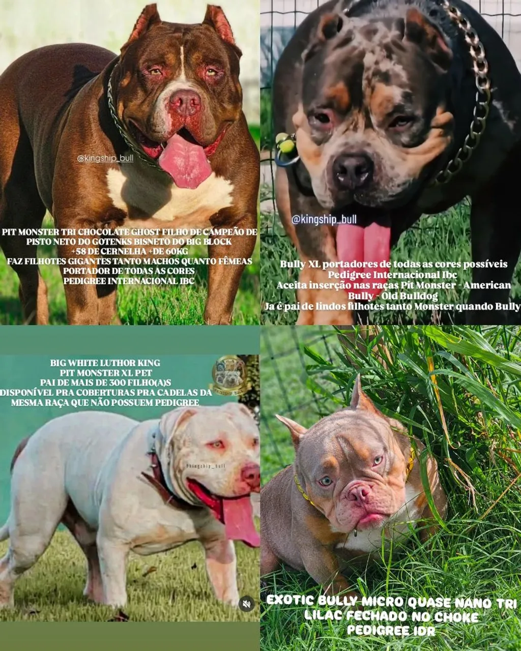 "cachorros pit monster" - Cachorros no Brasil