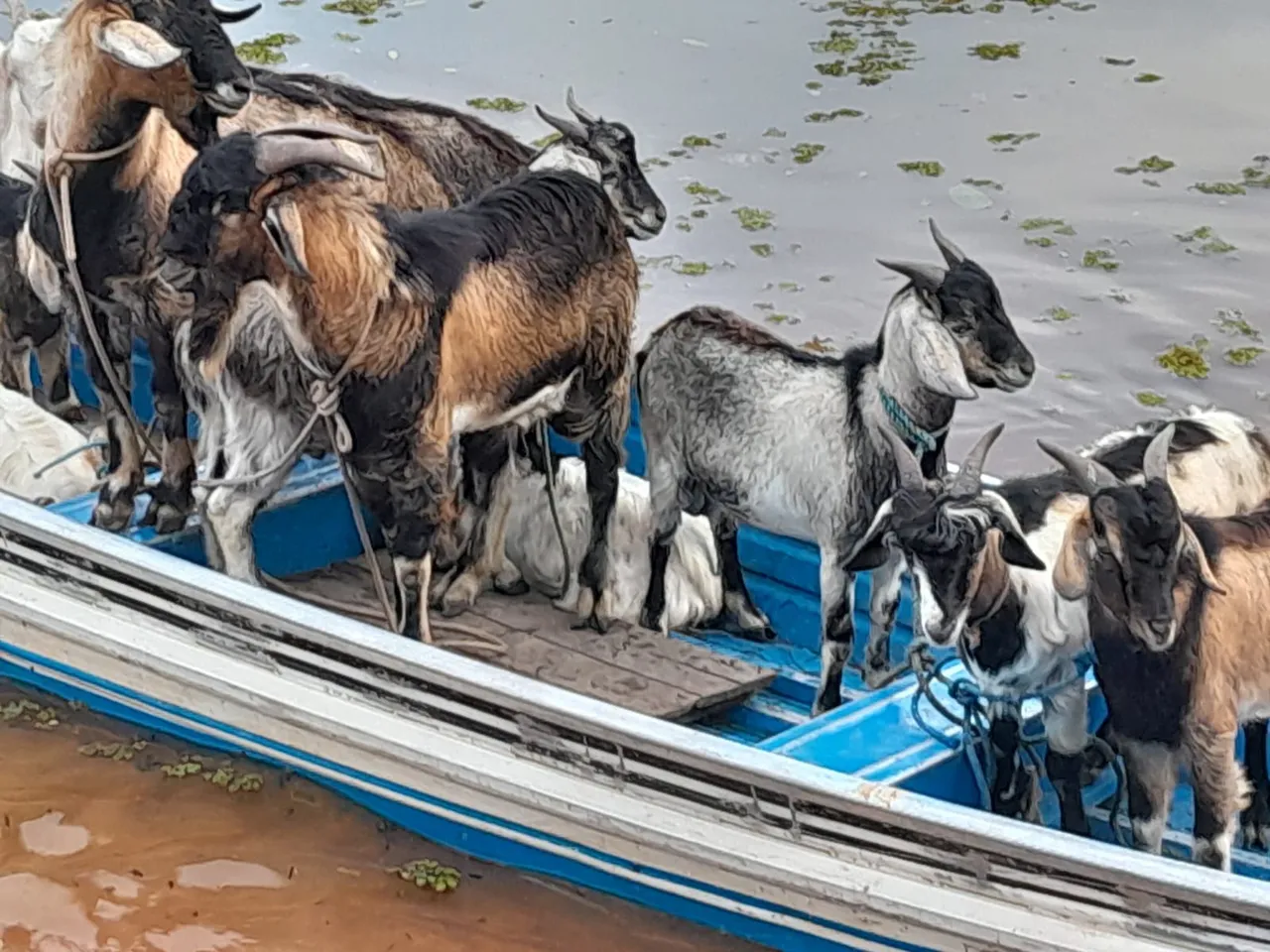 "bodes e cabras" no Brasil