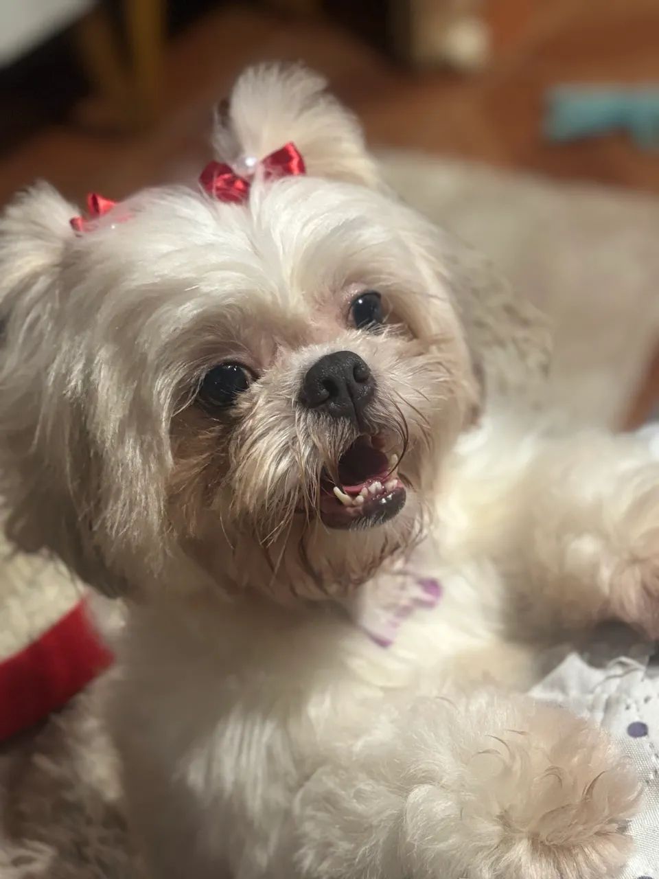 Animais de estimação - Cachorros - São Francisco, Niterói 1444199266 | OLX