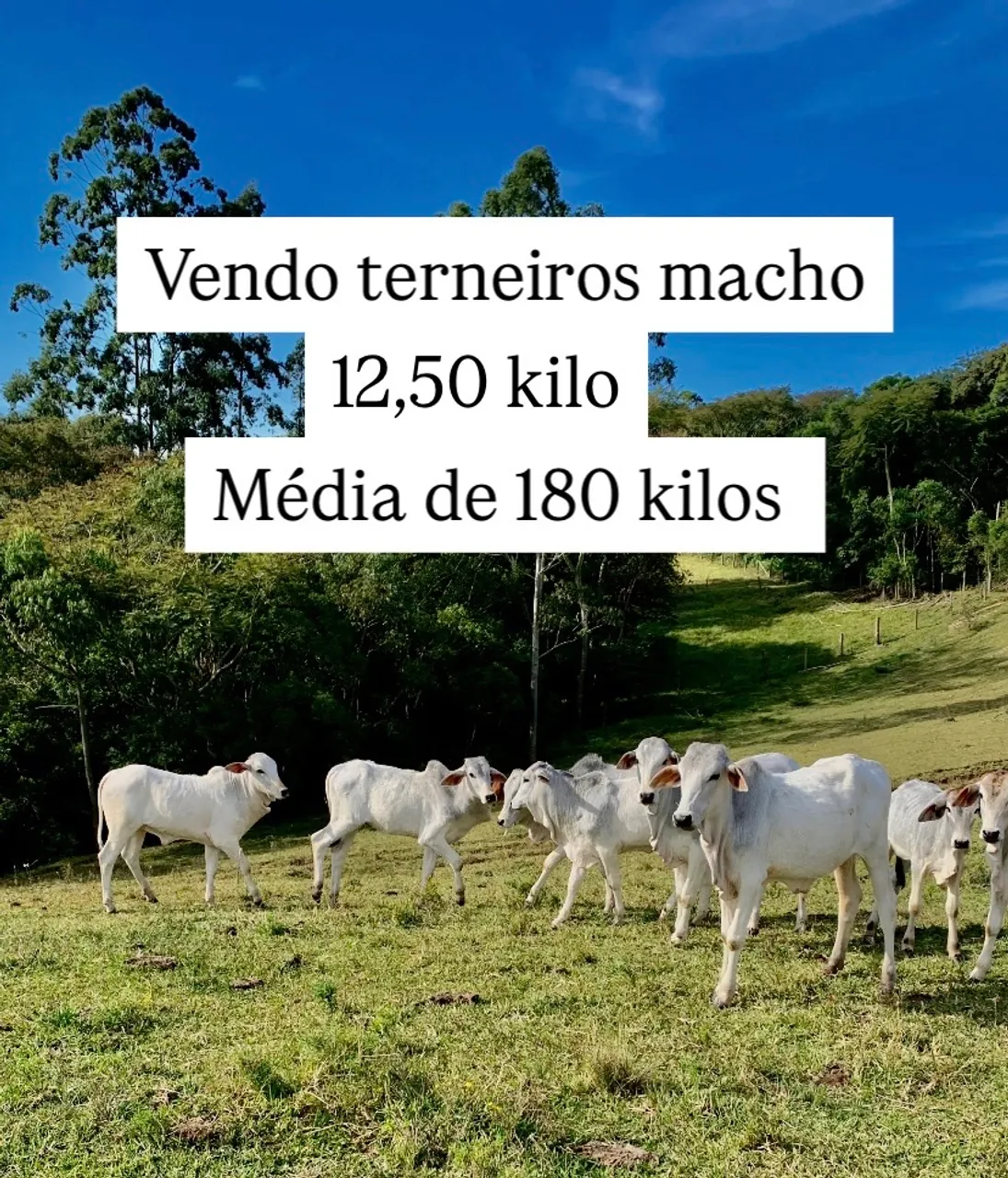 "bezerros senepol" no Brasil