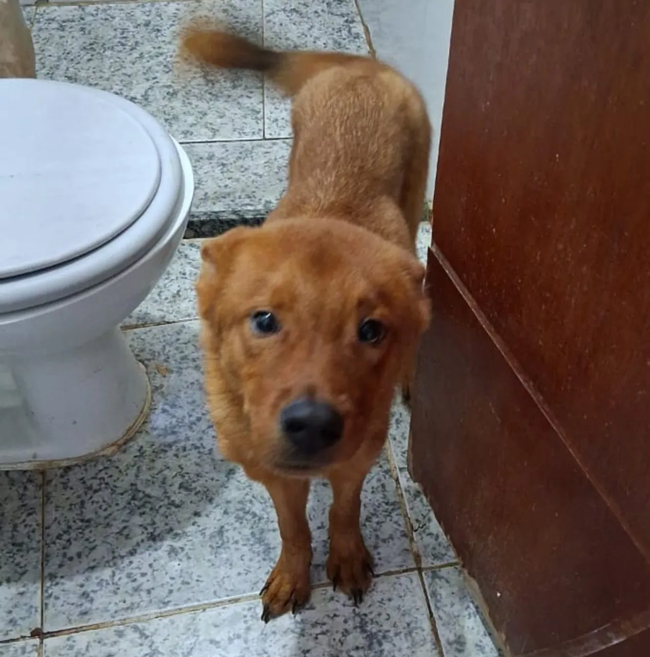 "cachorro caramelo" - Cachorros no Brasil