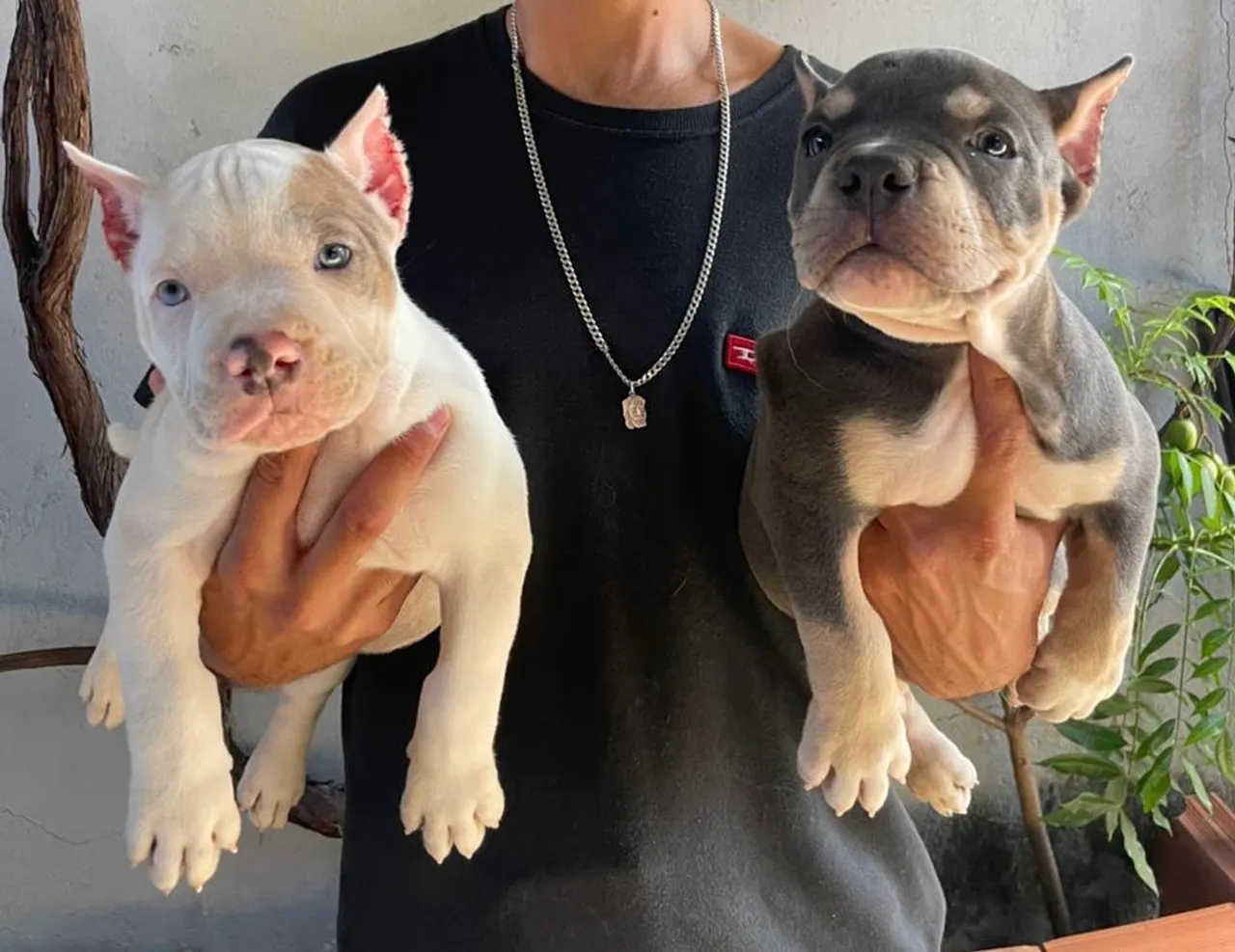 "american bully classic" - Cachorros no Brasil