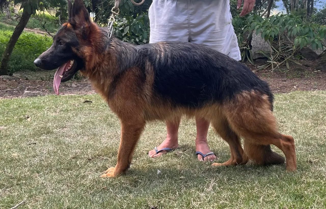 Pastor alemão capa preta puro 1 ano 6 meses pedigree - Cachorros - Novo Lino 1450369731 | OLX