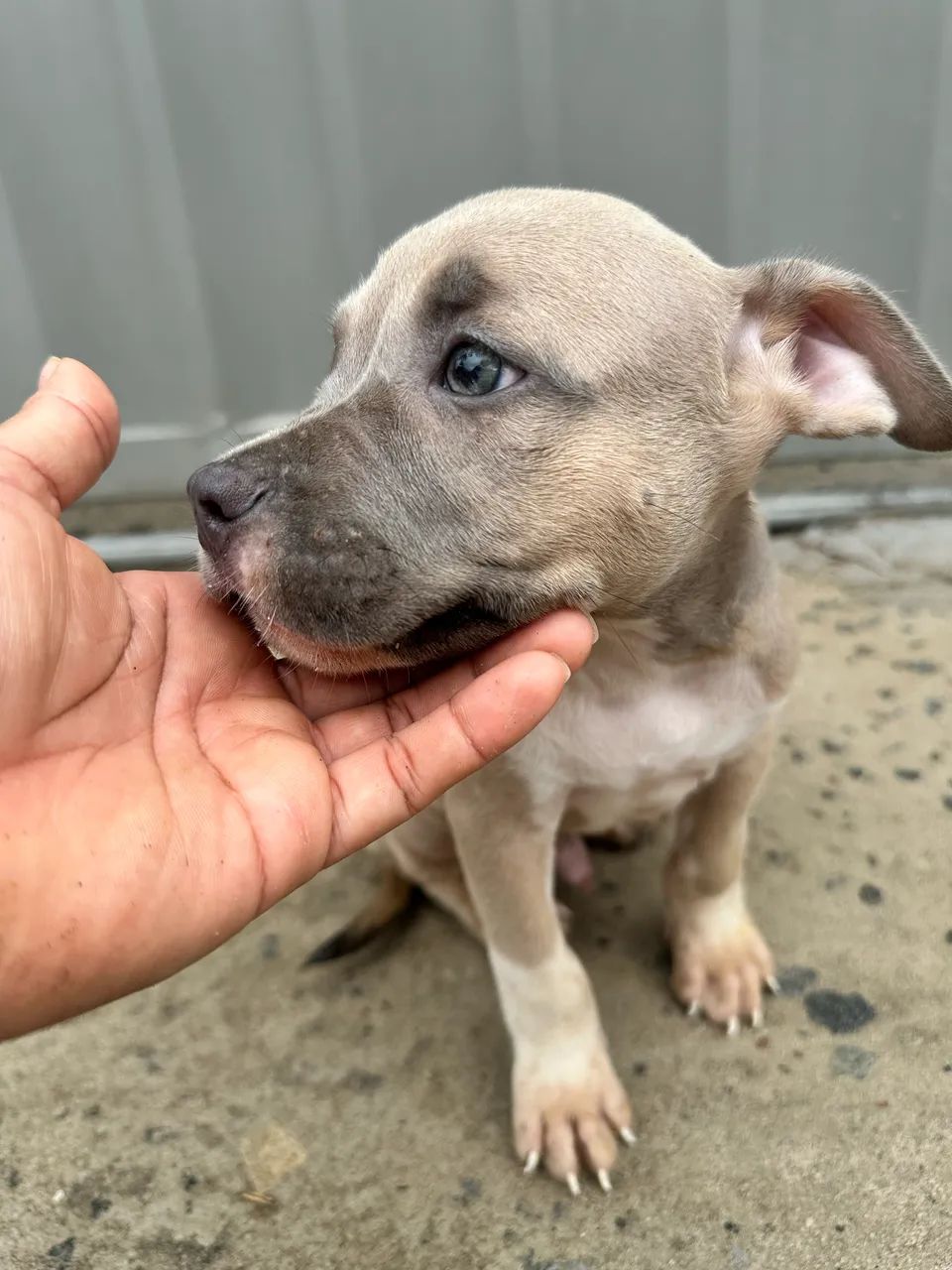 Vendo filhote de American Bully - Cachorros - Jardim do Ingá, Luziânia ...