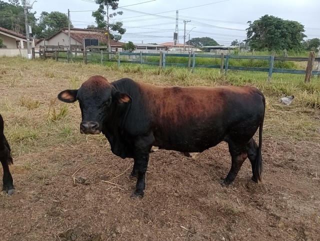 Boi mini boi | +837 anúncios na OLX Brasil