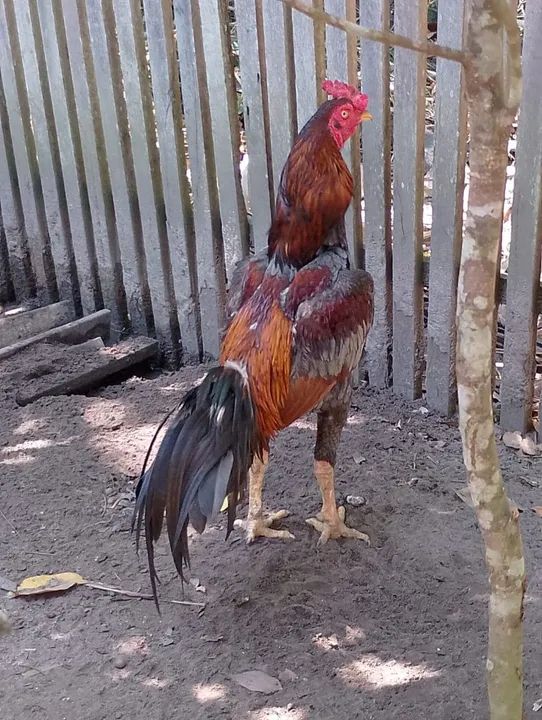 "galo mura" no Brasil