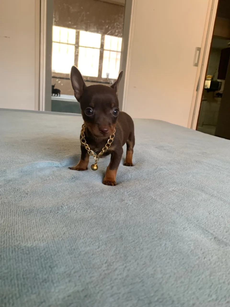 "pinscher 0" - Cachorros no Brasil