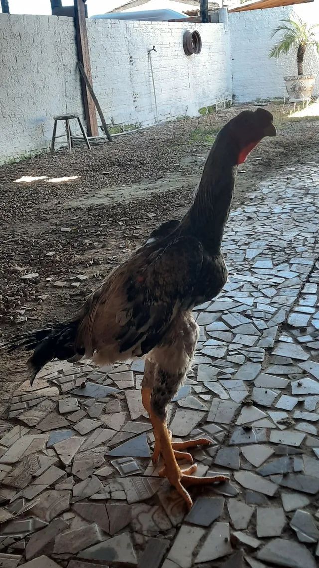 "galo indio gigante puro" no Brasil