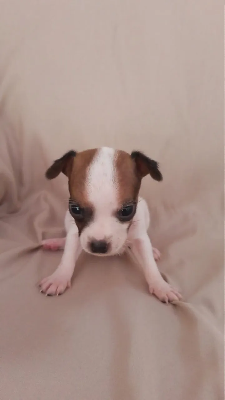 "pinscher 0" - Cachorros no Brasil