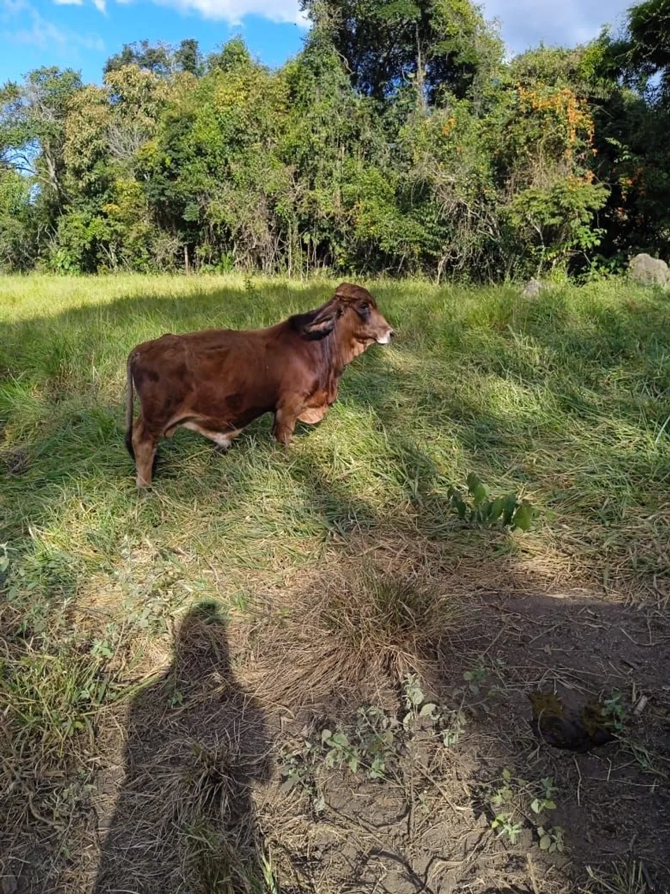 "boi mini boi" - Animais para agropecuária no Brasil