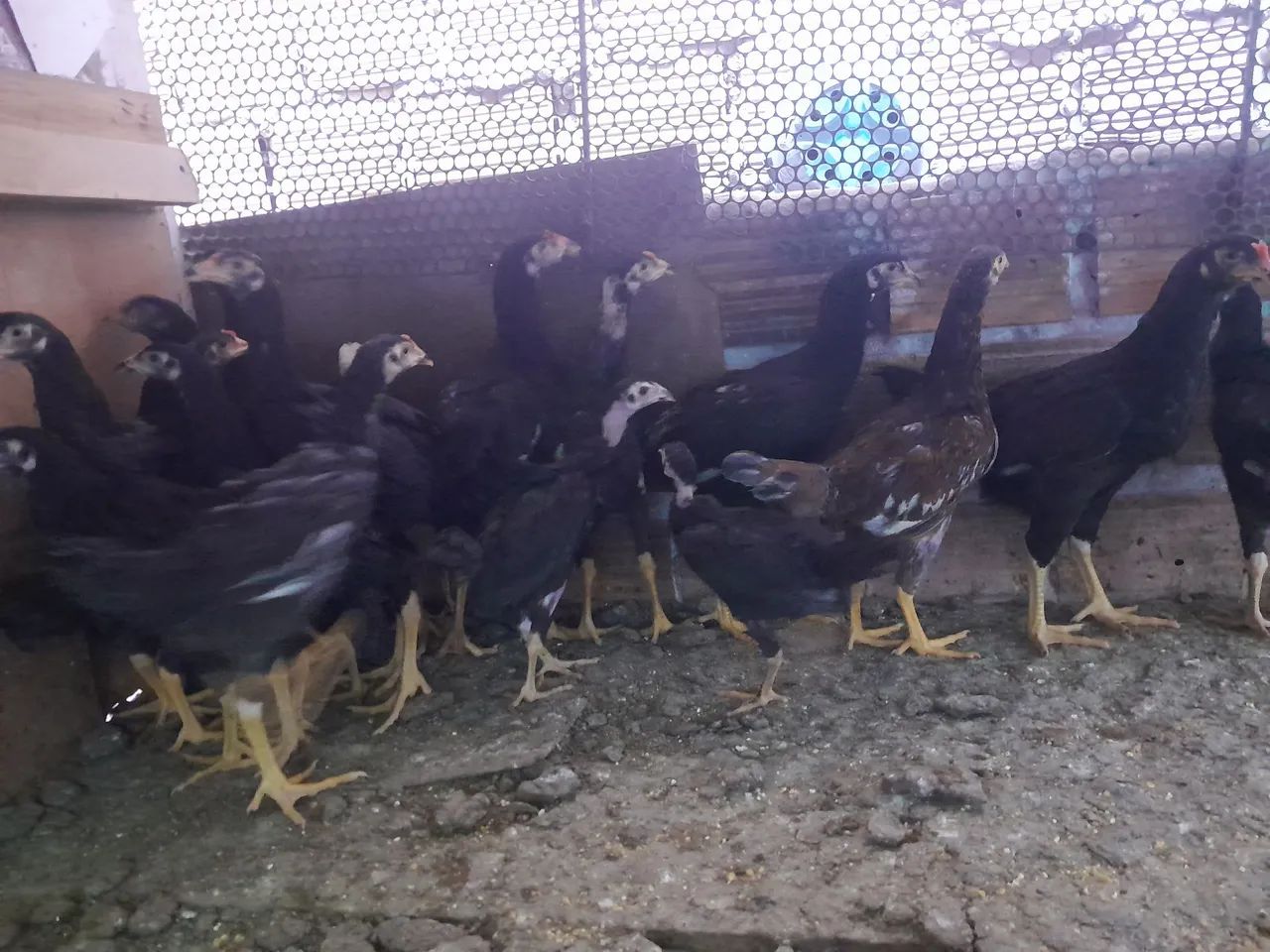 Frangos e frangas - Outros animais - Jaguaripe I, Salvador 1454417316 | OLX