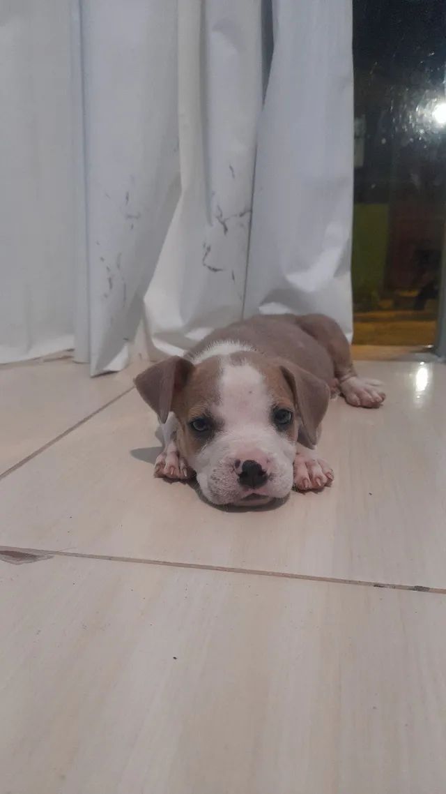 Filhotes de pit monster | +509 anúncios na OLX Brasil