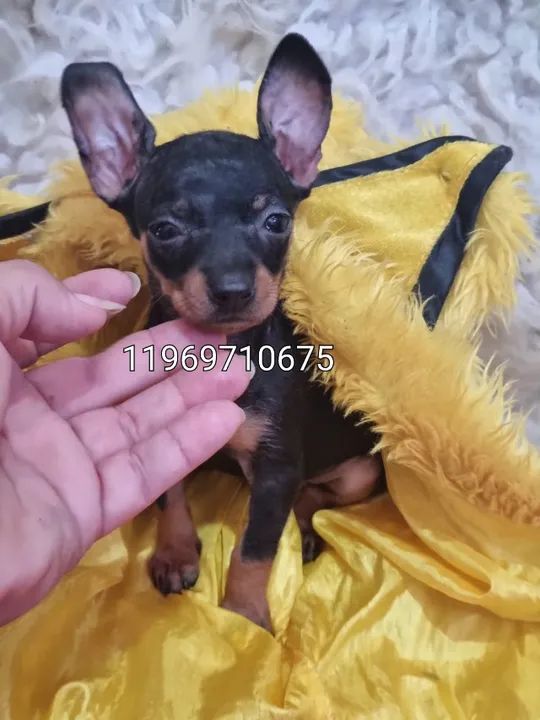 "pinscher micro zero" no Brasil