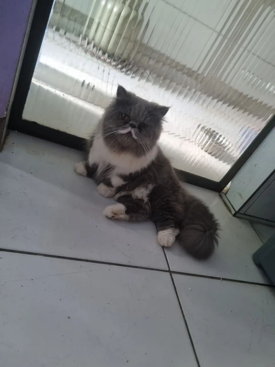 Gato persa cimza - Gatos - Nova Cidade, Manaus 1465124595 | OLX