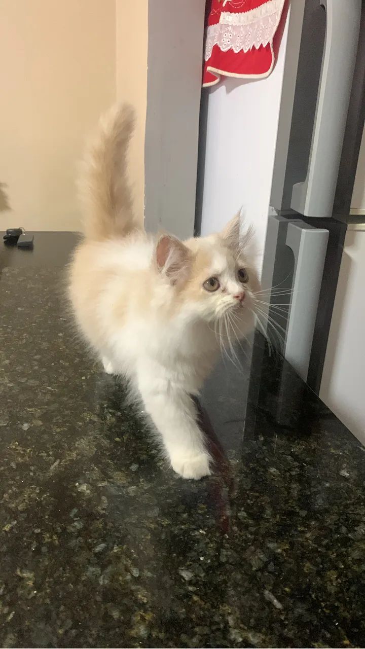 GATO PERSA CARUARU - Gatos - Maurício de Nassau, Caruaru 1454221584 | OLX