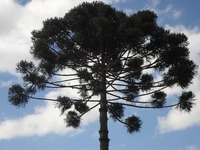 Cybershot Samsung ST77 Câmera Digital - Câmeras e Filmadoras - Novo Mundo, Curitiba 1452783247 | OLX