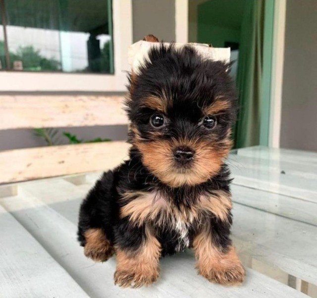 Cachorros micro yorkshire | +8359 anúncios na OLX Brasil