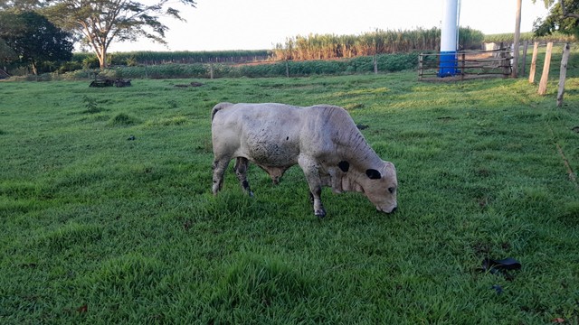 Boi mini boi | +808 anúncios na OLX Brasil