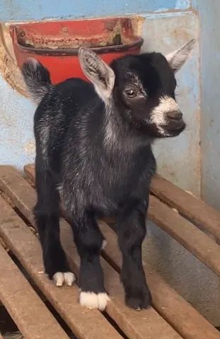 "mini cabrito" no Brasil