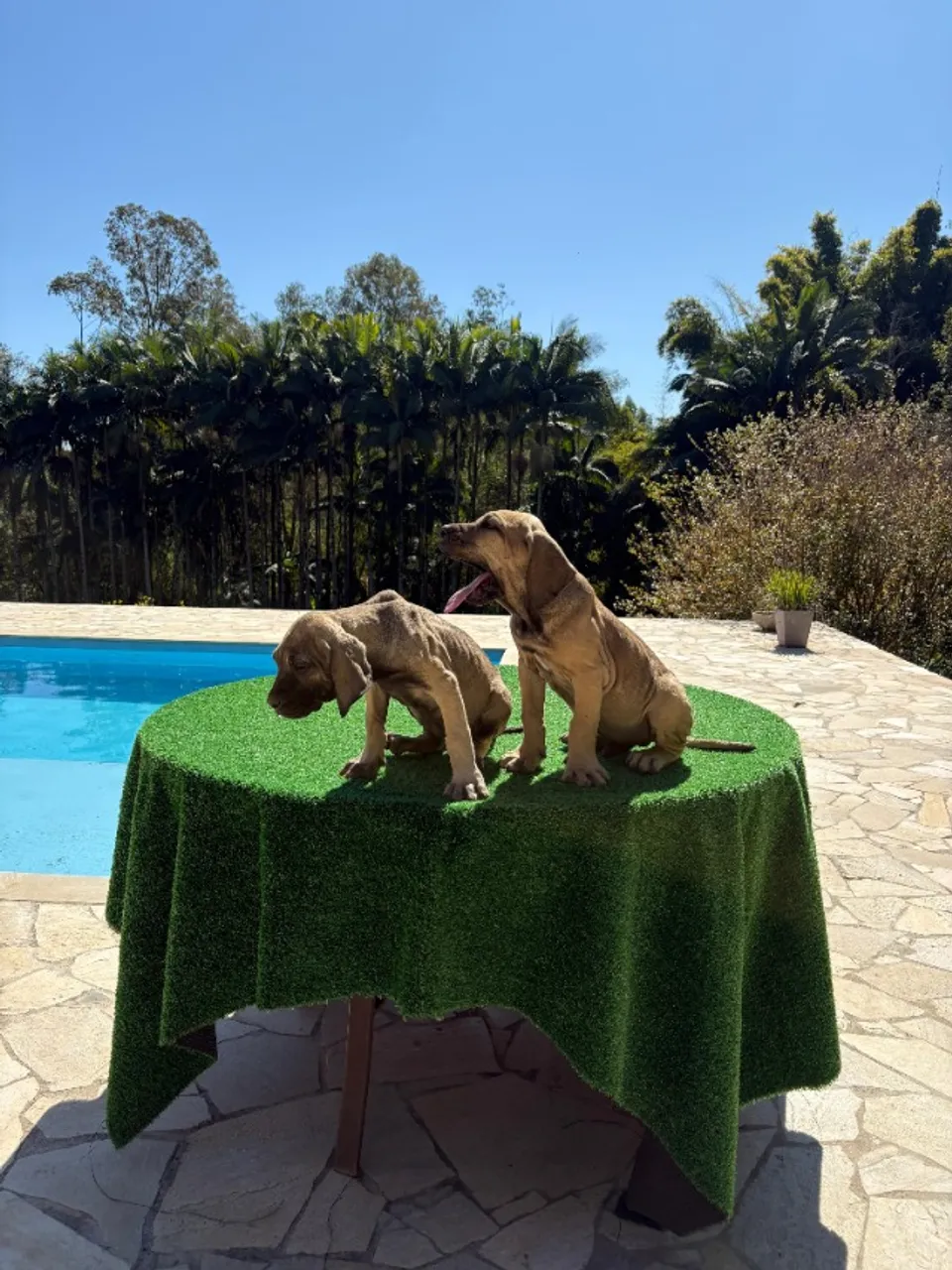 "fila brasileiros" no Brasil