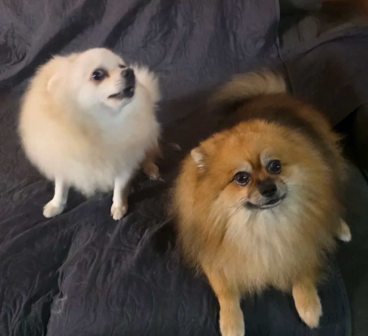 Fêmea de Spitz alemão anã - Cachorros - Várzea, Recife 1473788201 | OLX