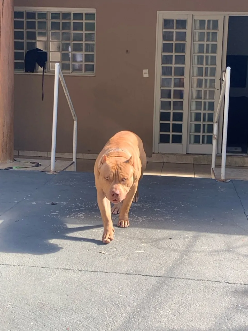 "cachorros pit monster" - Cachorros no Brasil